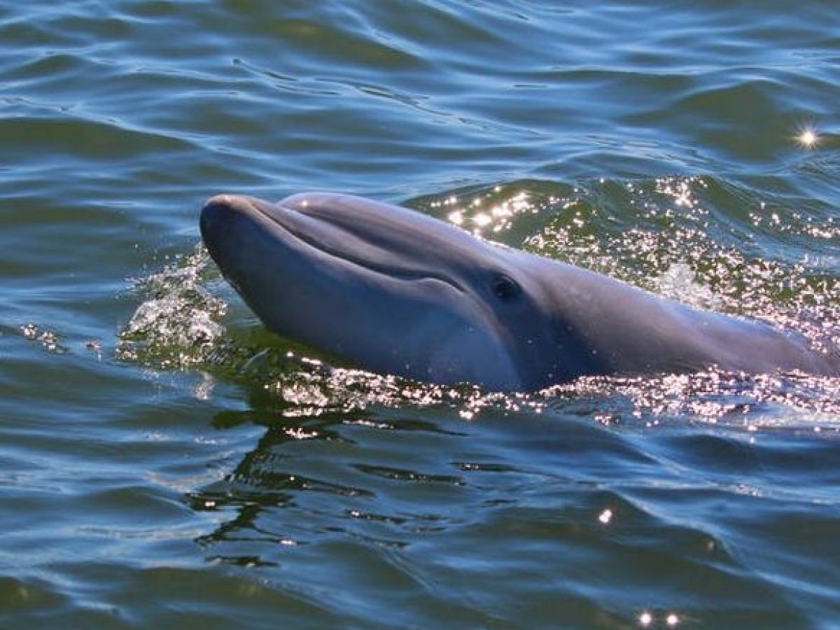 Dolphin Seafari | Dolphin Cruise Hilton Head Dolphin Tours