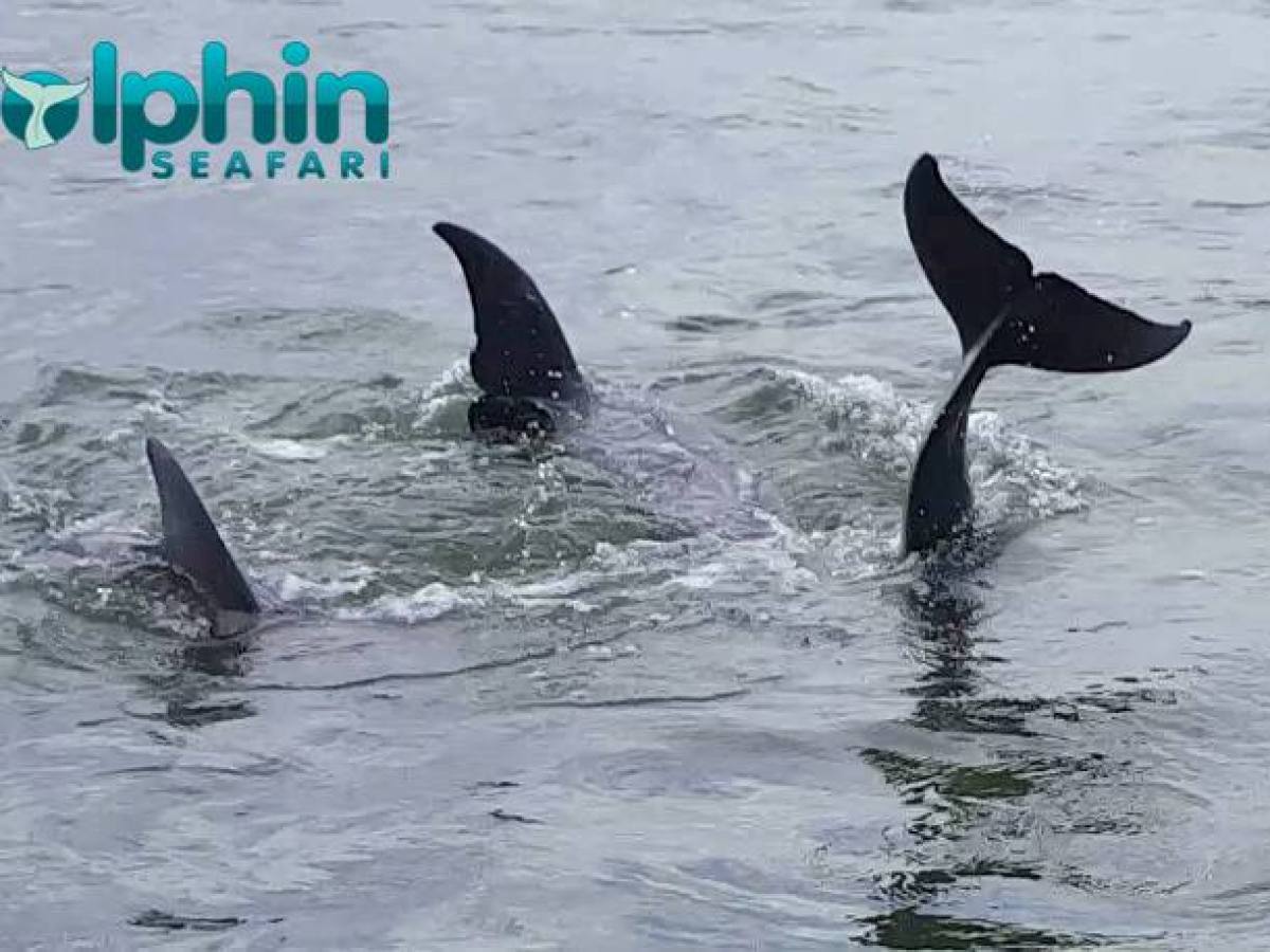 Dolphin Seafari | Dolphin Cruise Hilton Head Dolphin Tours
